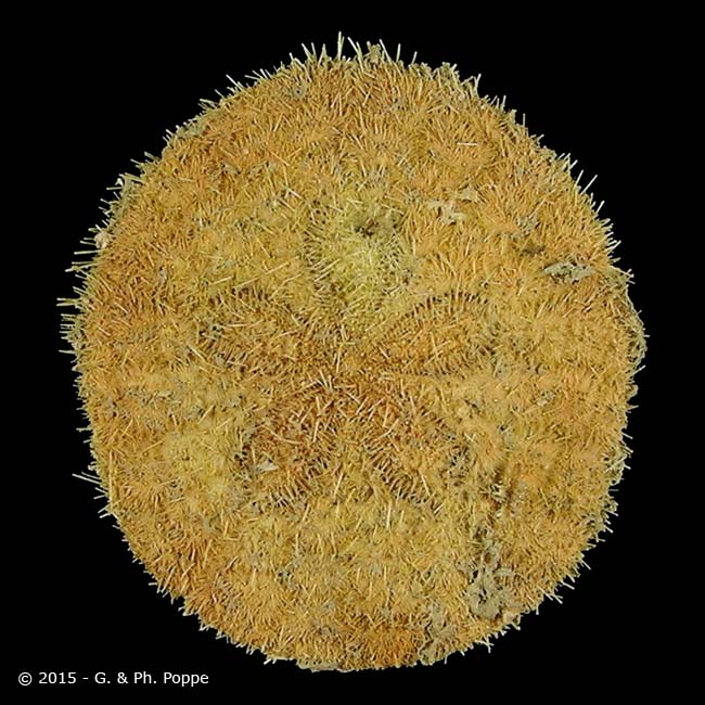 Clypeaster virescens SPINES – Echinology